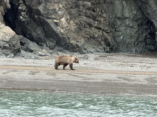 Bears Across Seasons – Spring to Fall