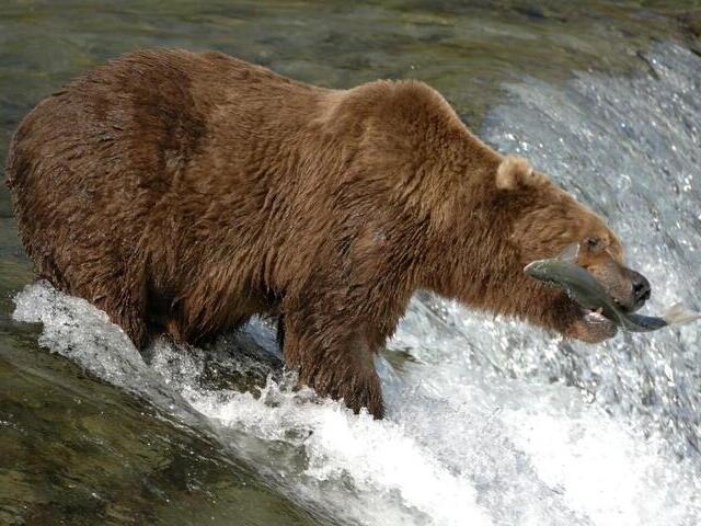 Where is the best place to see bears in Alaska? | Bear Viewing in Alaska