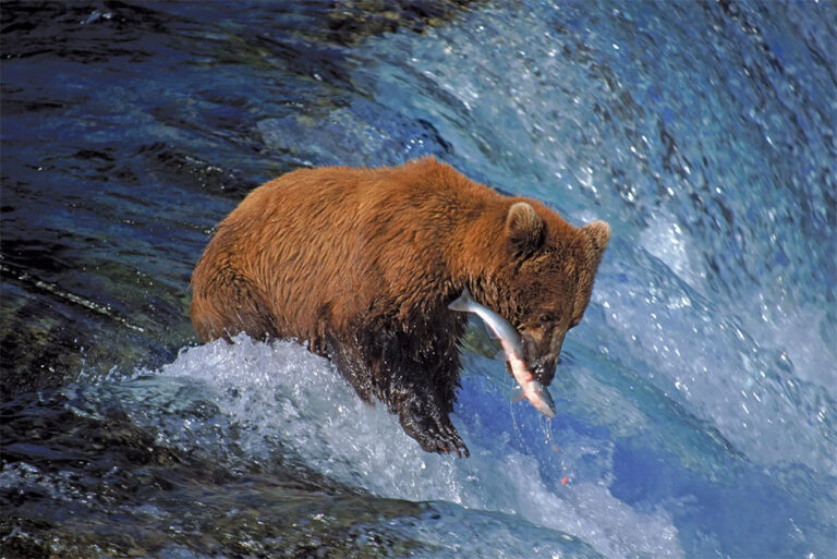 Grizzly Bear Viewing in Alaska: Where to Go and What to Expect